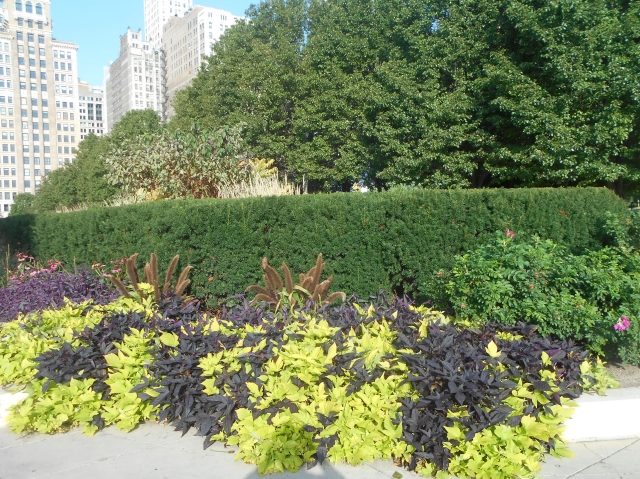 Chicago for Gardeners | A Heron's Garden