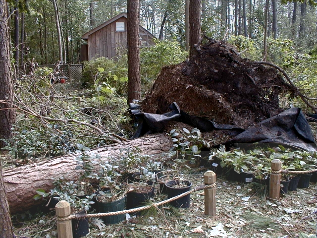 4A. Managing Storm Damage in Gardens with Camellias | A Heron's Garden