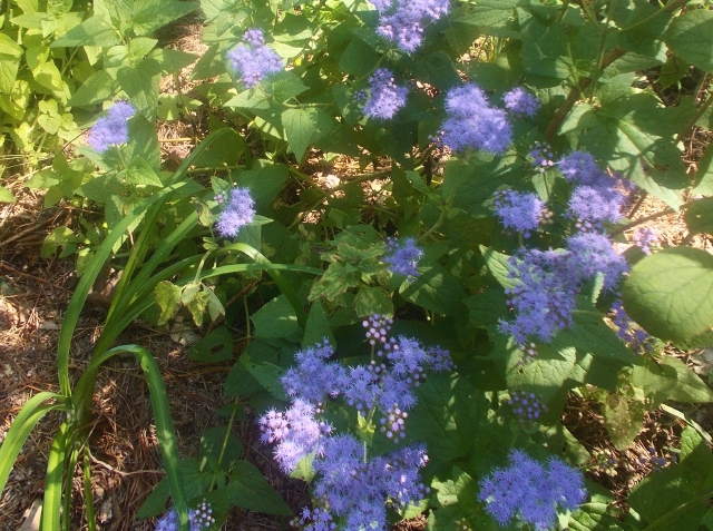 September Renaissance | A Heron's Garden