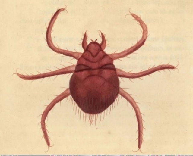 A Heron's Garden | _____A Heron's Garden_____ Wildlife, Woodlands, Two ...